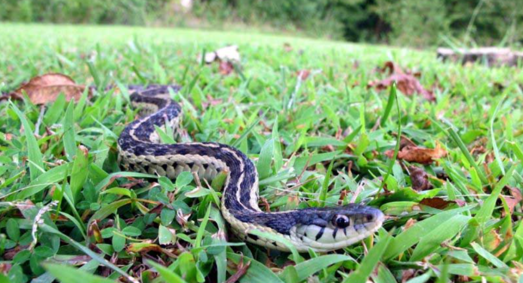 8 Easy Ways To Keep Snakes Away From Your Yard – IlyRecipes